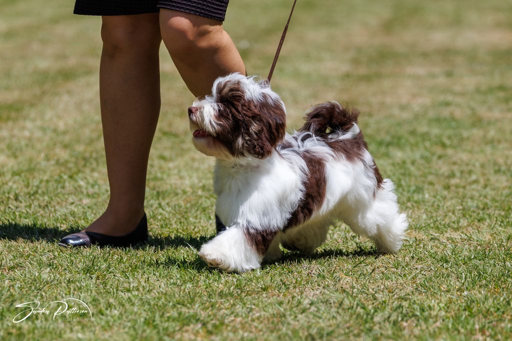 Havanese - The Breed Archive