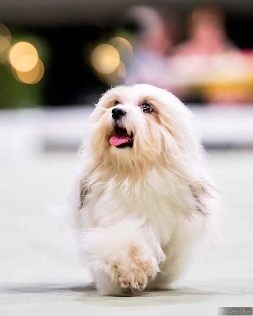 Havanese - The Breed Archive